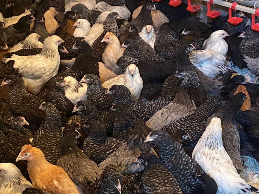 Куры молодки