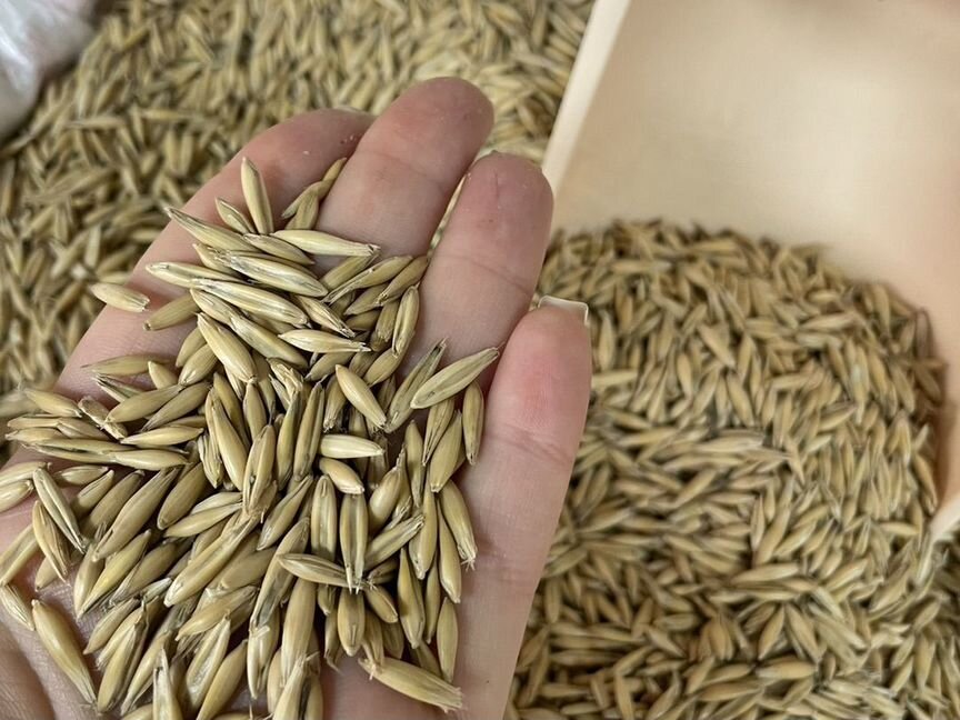 Овес кормовой, мешок 35 кг