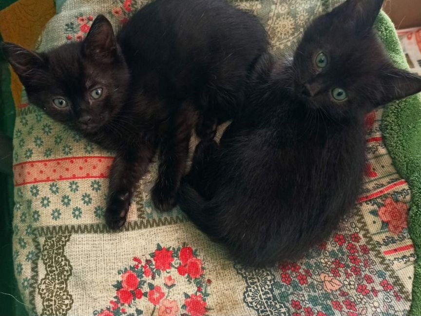 Котята в добрые руки бесплатно мальчики