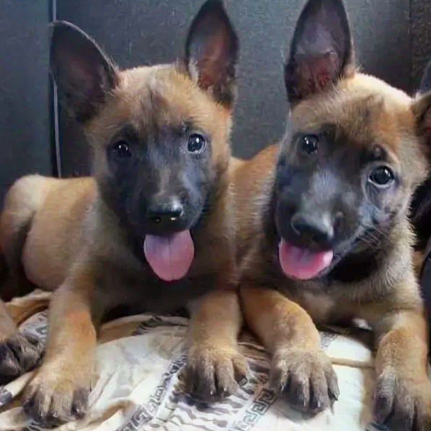 Бельгийская овчарка малинуа