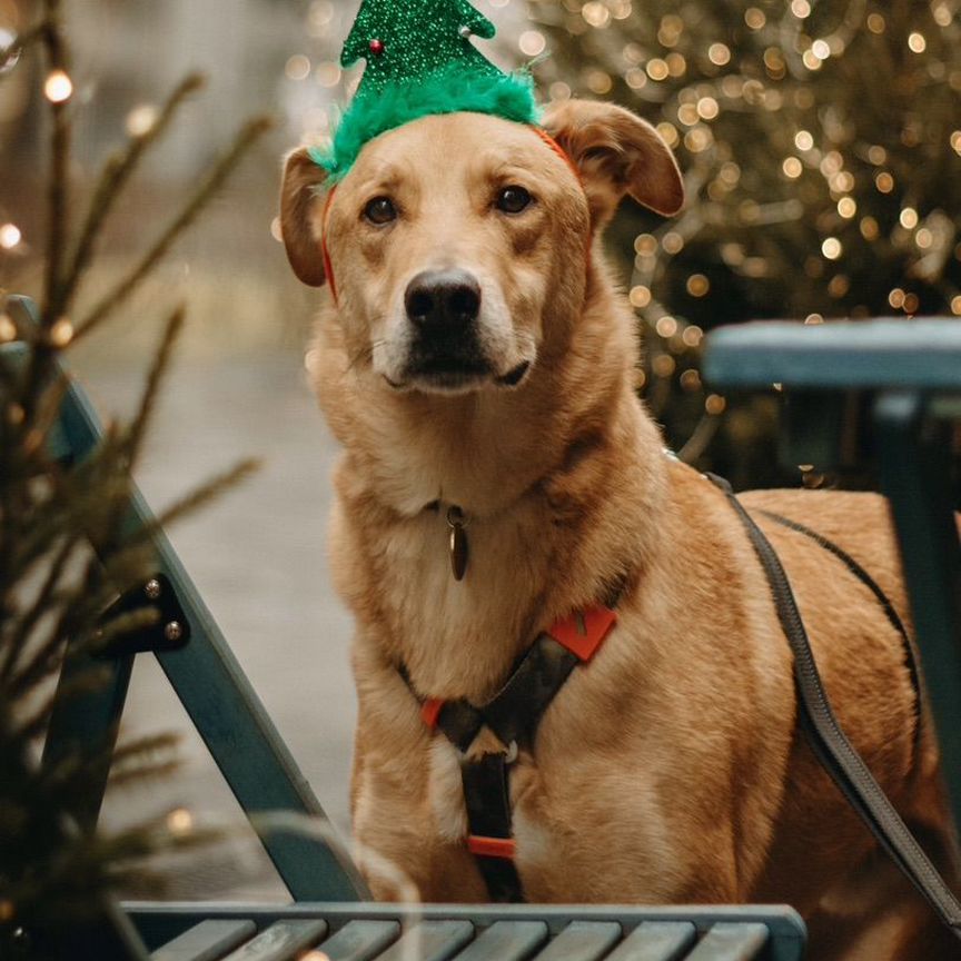 Лабрадор-ретривер, взрослая собака
