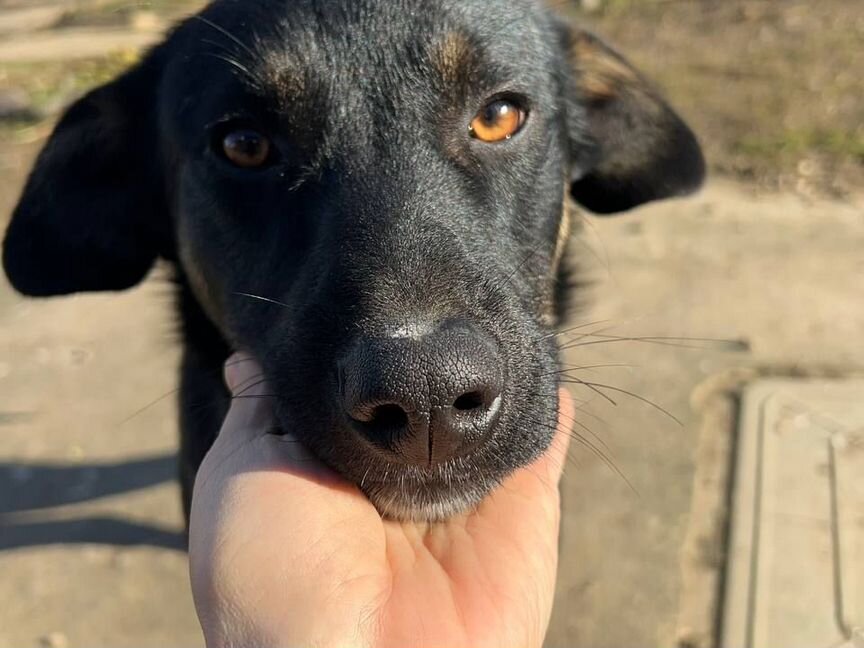 Очень хороший мальчик Ушастик ищет дом