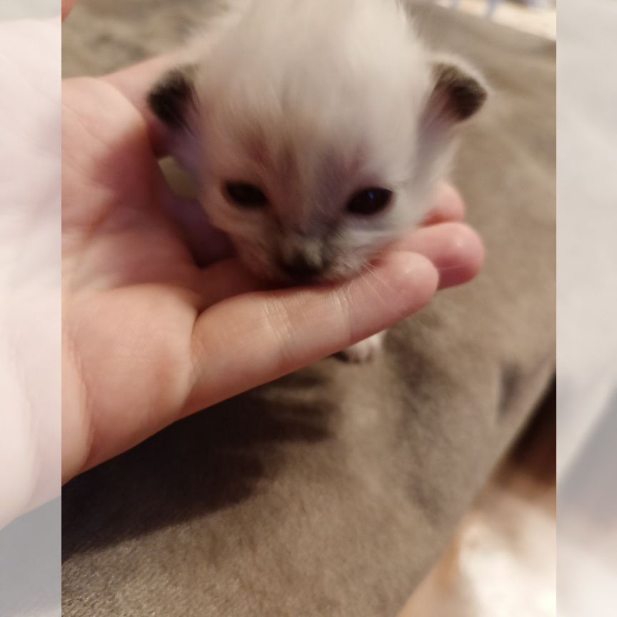 Тайский котёнок
