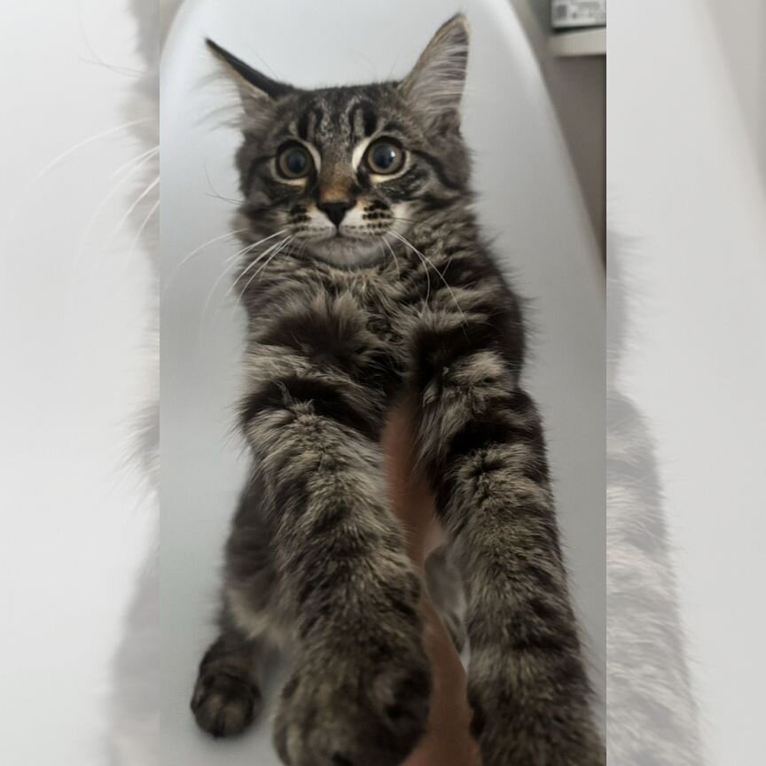 Котенок