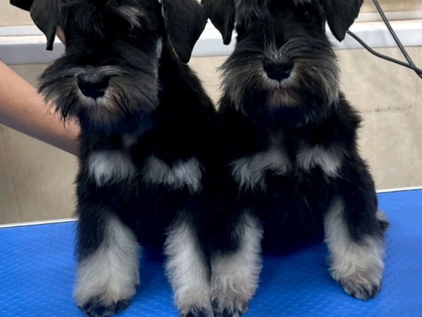 Цвергшнауцер щенки