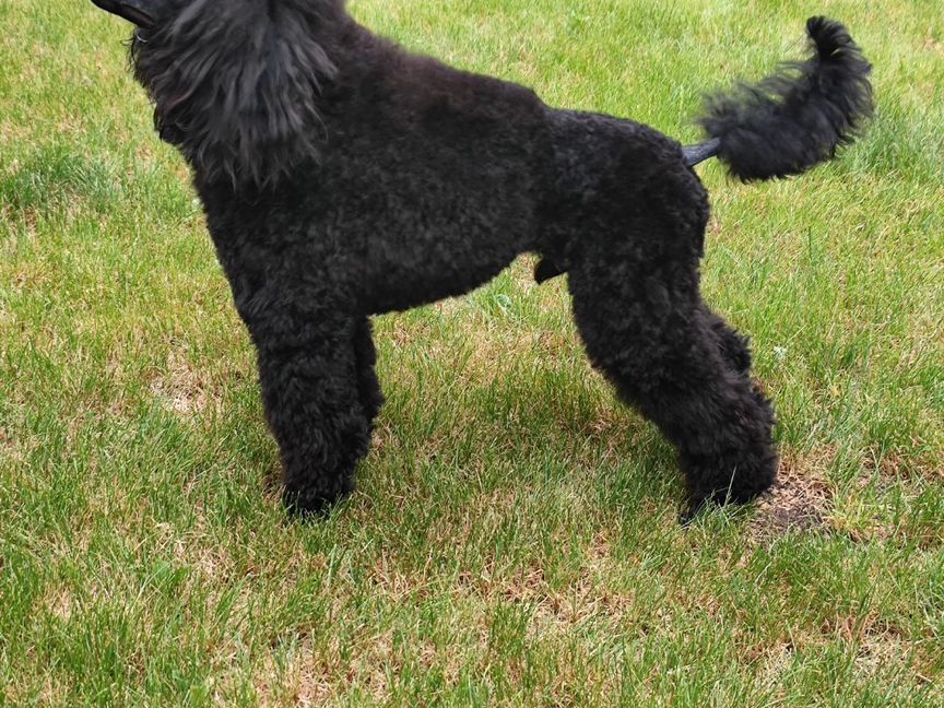 Вязка кобель пудель миниатюра