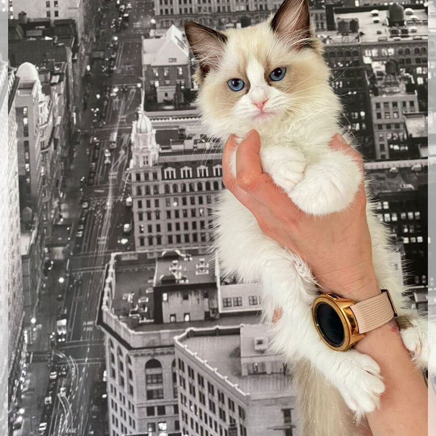 Мальчик рэгдолл с родословной