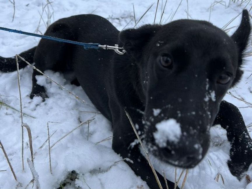 Собака в добрые руки