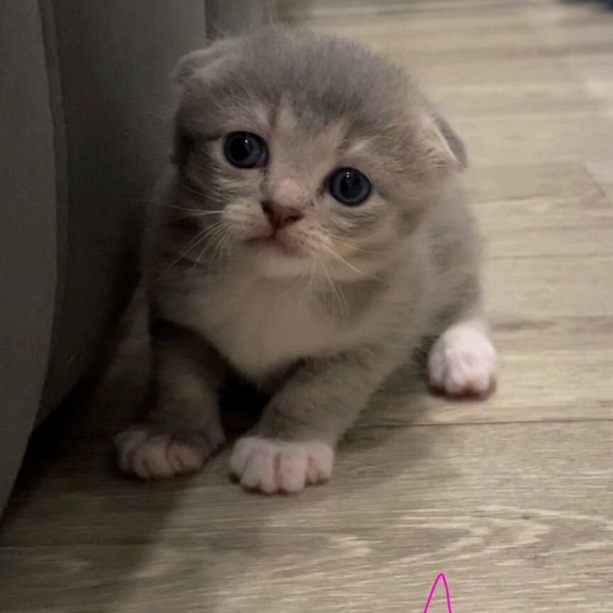 Котята шотландские вислоухие
