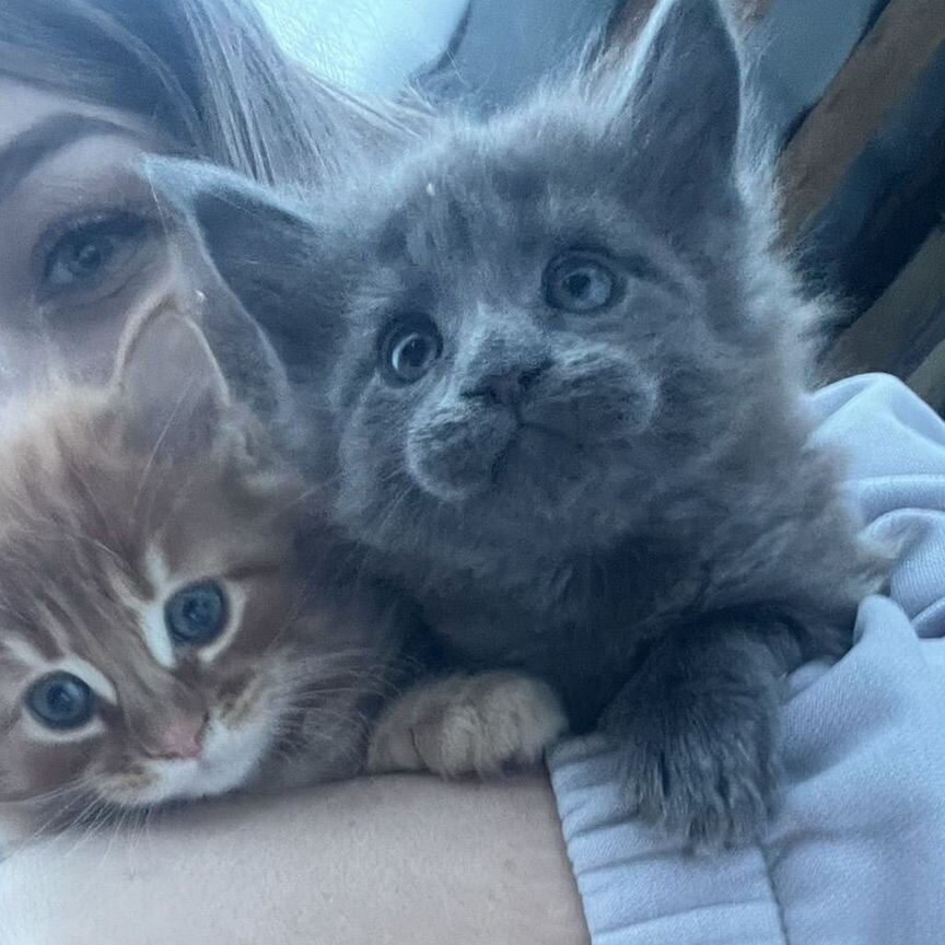Мейн-кун котёнок