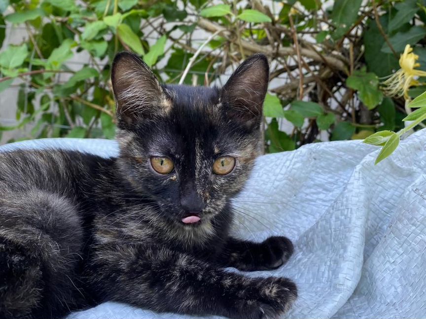 Девочка красивица 3 мес с последующей стерилизац