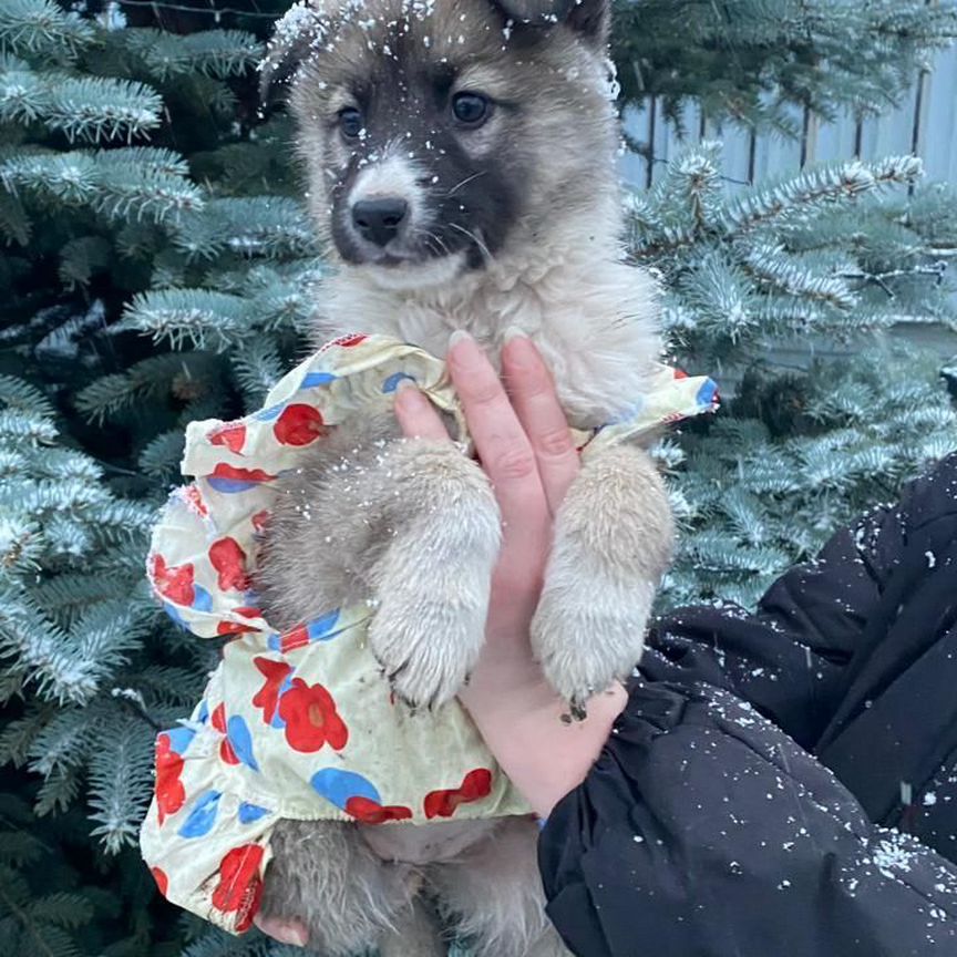 Щенки