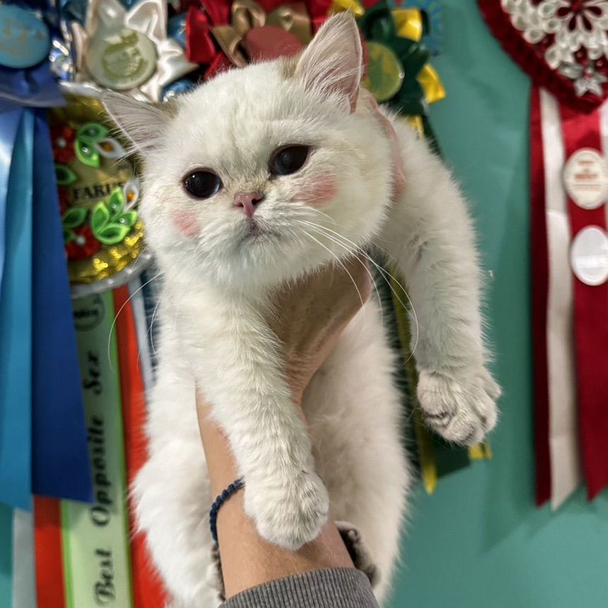Котята