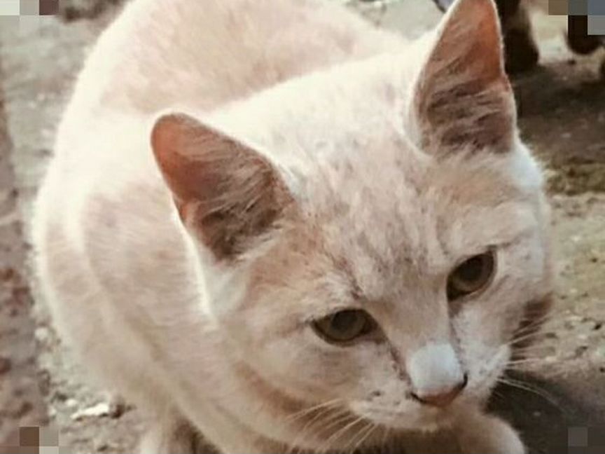 Котик молодой