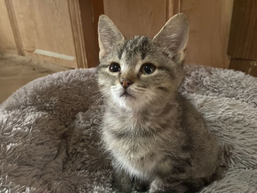 Малышка Бусинка ищет дом