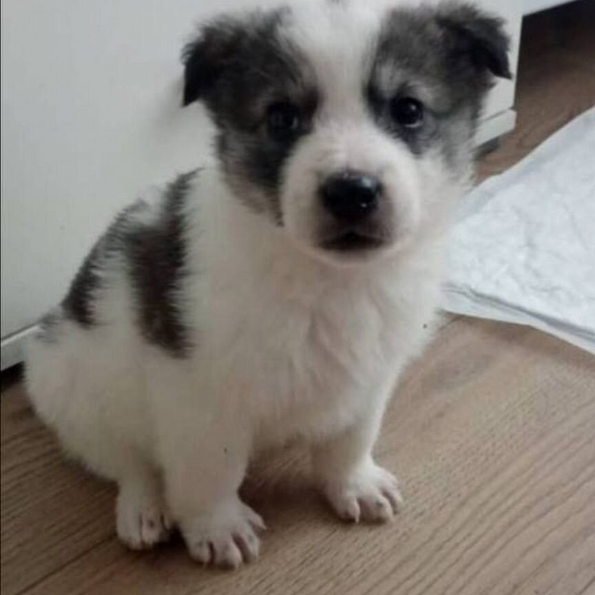 Щенок в добрые руки