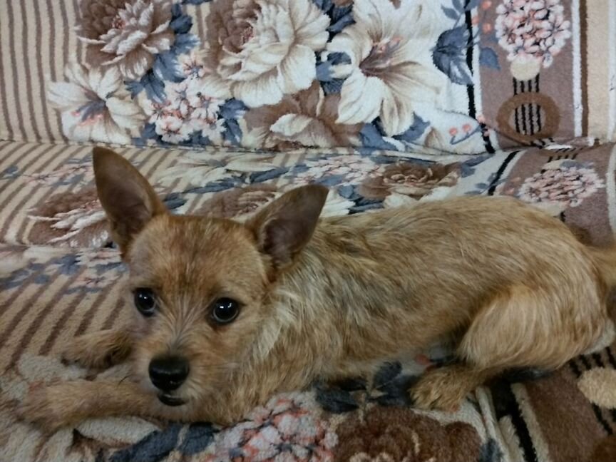 Вязка той-терьер