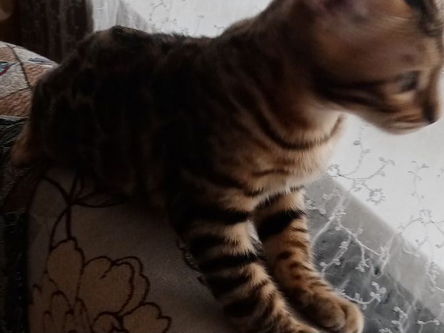 Бенгальская кошка