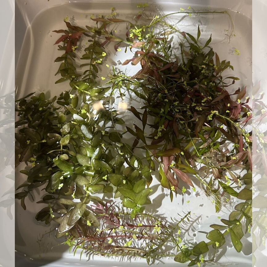 Аквариумная прополка