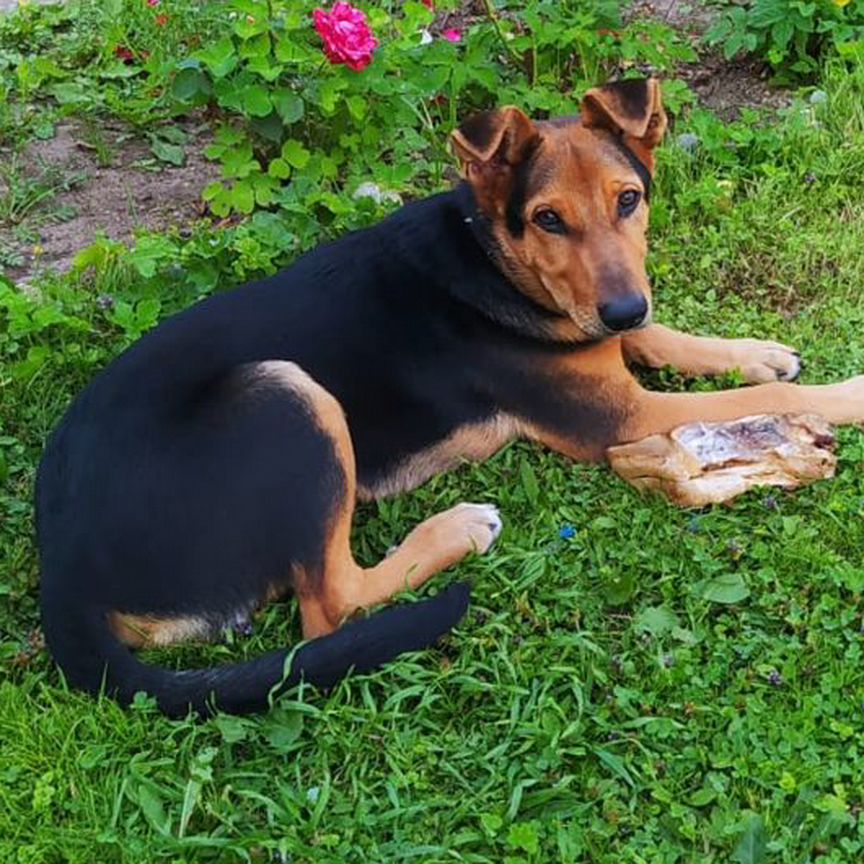Отдам собаку в добрые руки москва