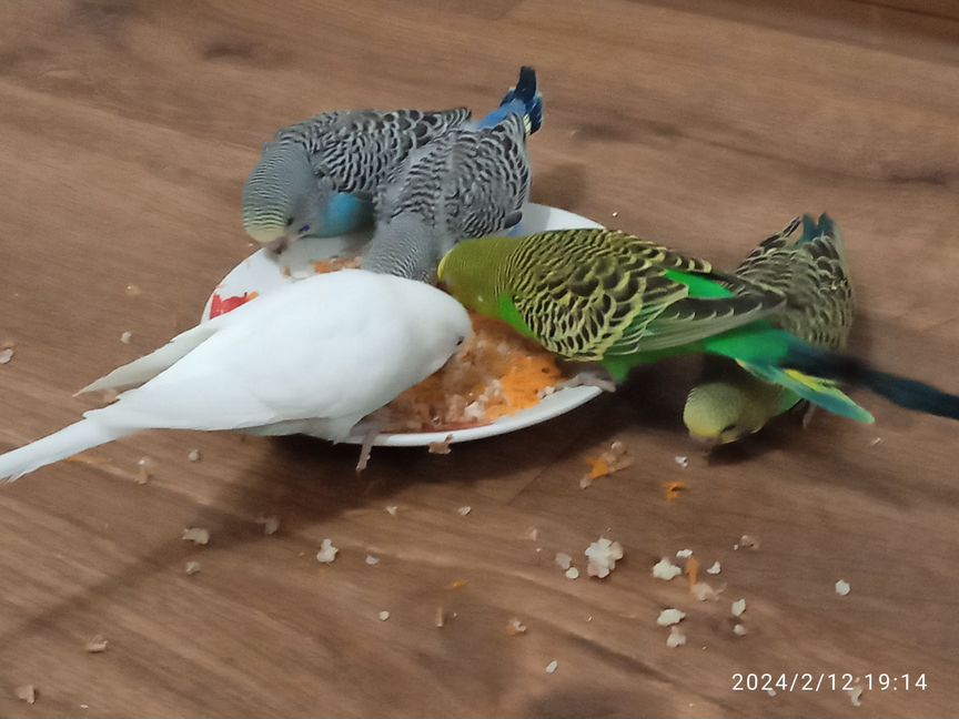 Птенцы волнистого попугая