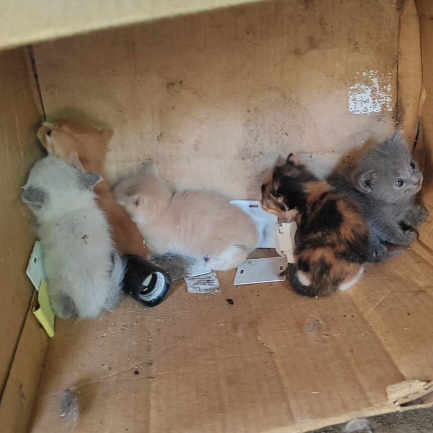 Котята в добрые руки бесплатно