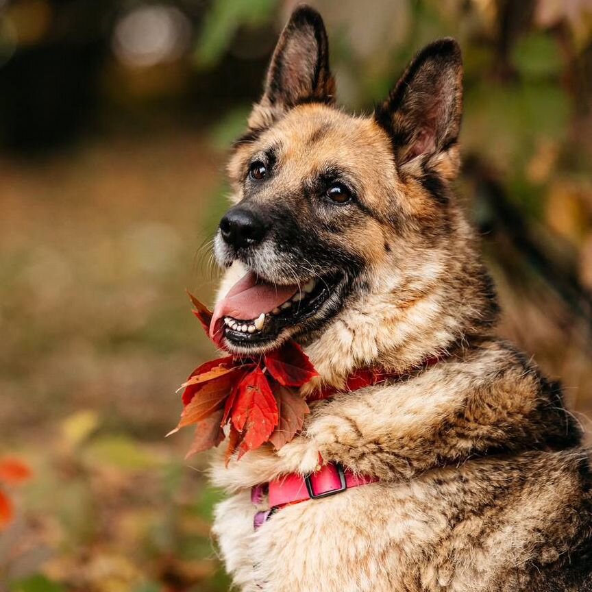 Овчарка в добрые руки
