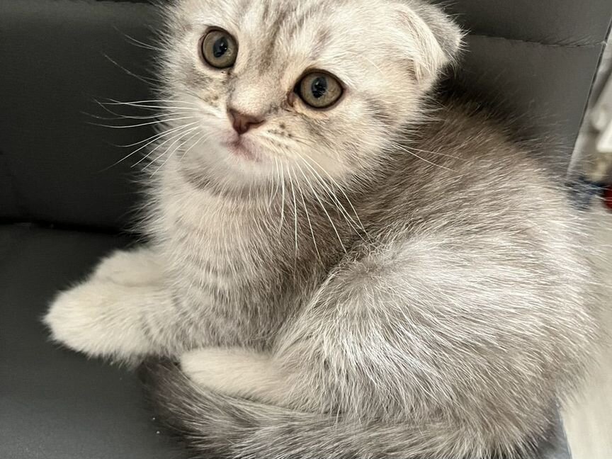 Британские котята
