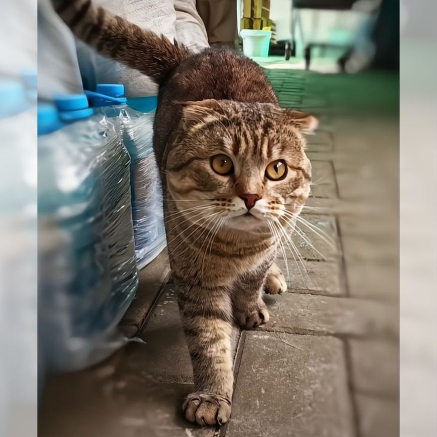 Шотландский вислоухий короткошёрстный, взрослый кот