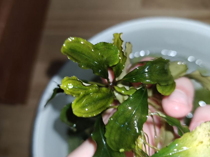 Буцефаландры