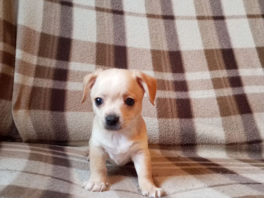 Щенки чихуахуа