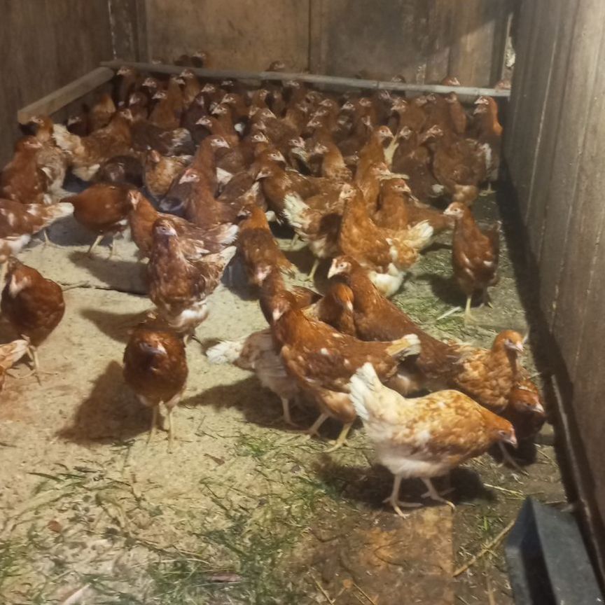 Продам кур несушек, молодок