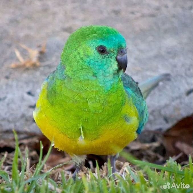 Попугай певчий самка