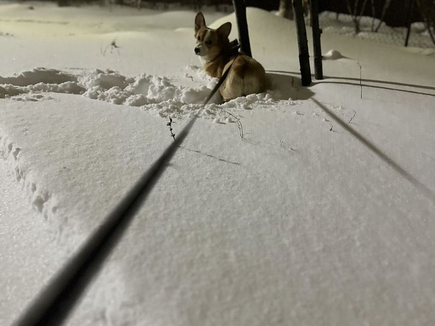 Мальчик вельш корги вязка