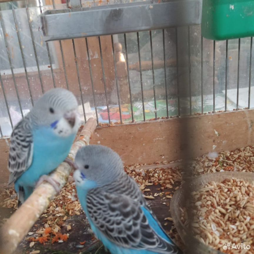 Волнистый попугай