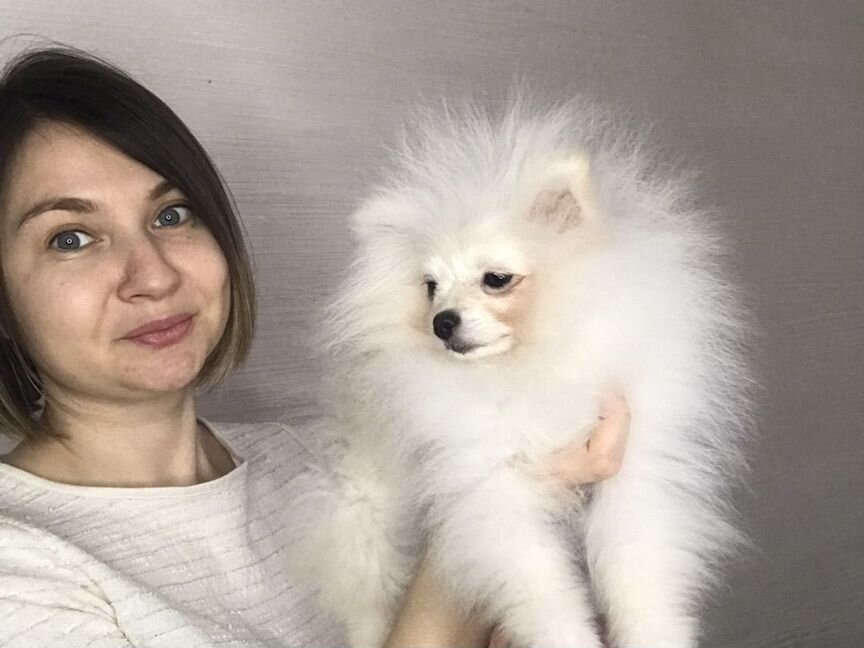 Померанский шпиц мини