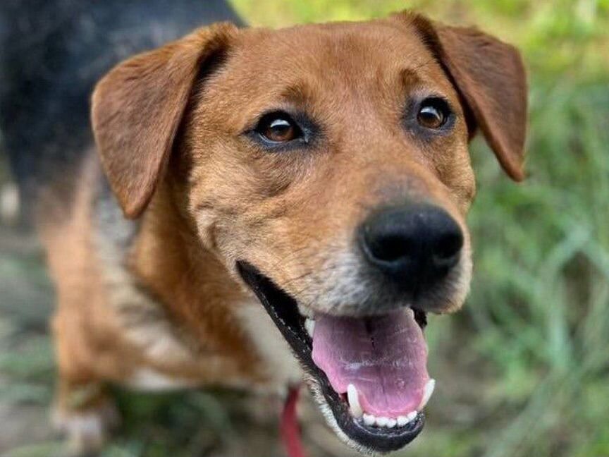 Собака в добрые руки