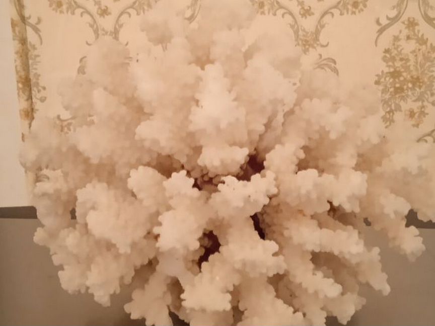 Морские кораллы