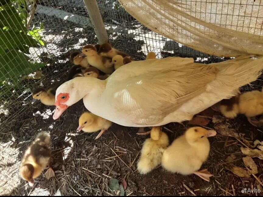 Индоутки на племя молодые