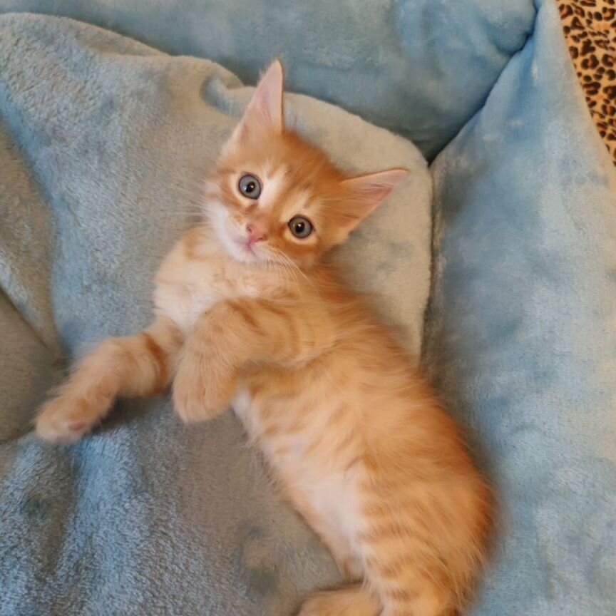 Котята в добрые руки бесплатно