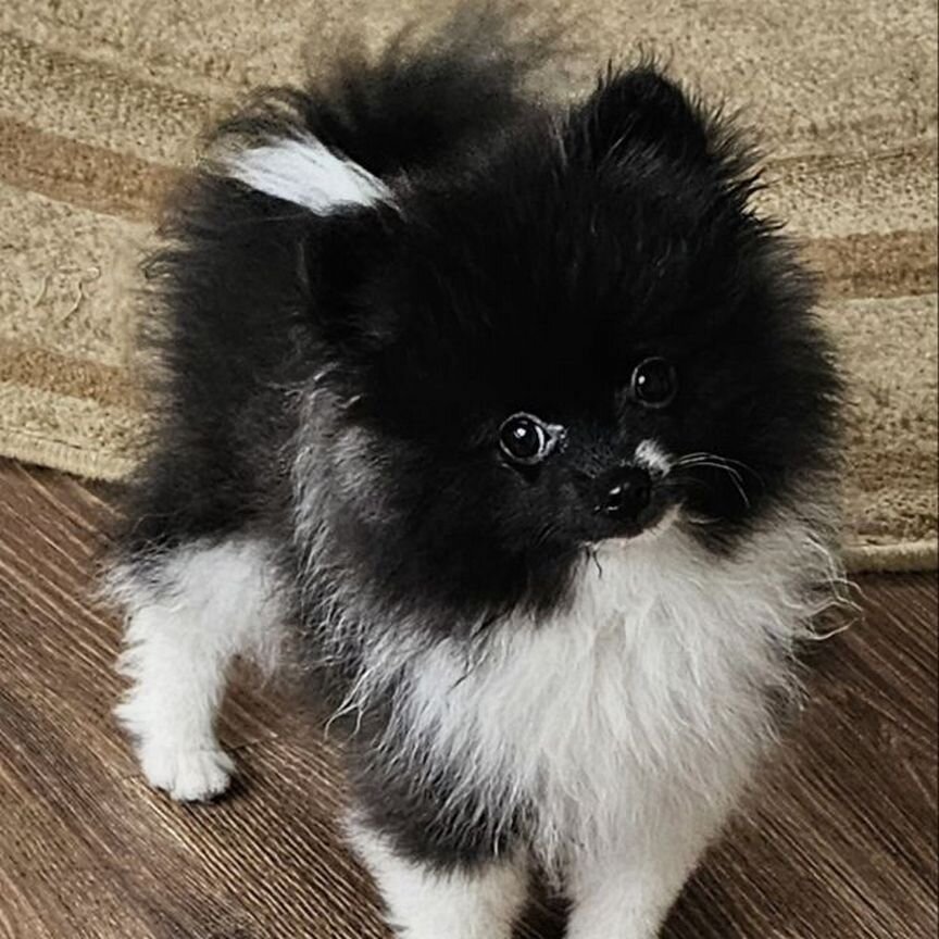 Померанский шпиц мини