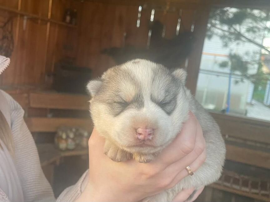 Щенки хаски в добрые руки