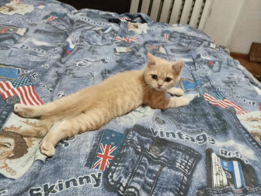 Рыжий котенок мальчик британец