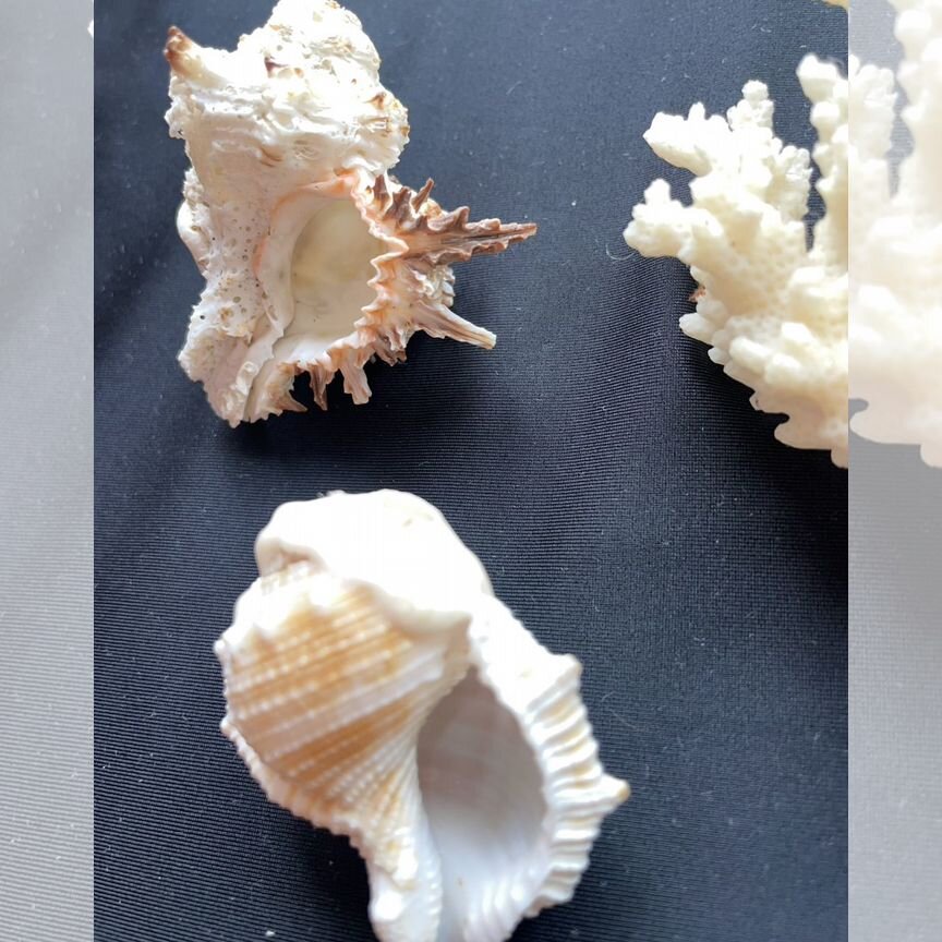 Морские ракушки раковины