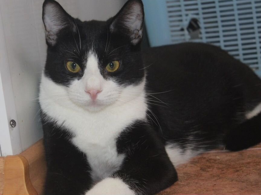 Забавный котик Даня,подросток