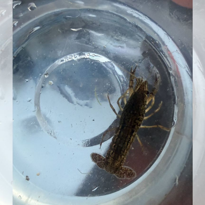 Рак мраморный