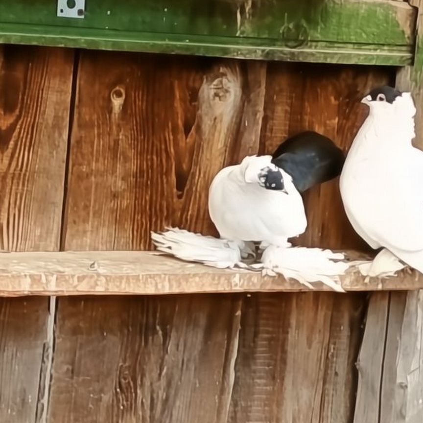 Продажа голубей