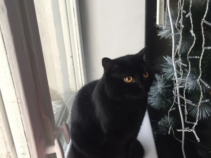 Шотландский кот вязка