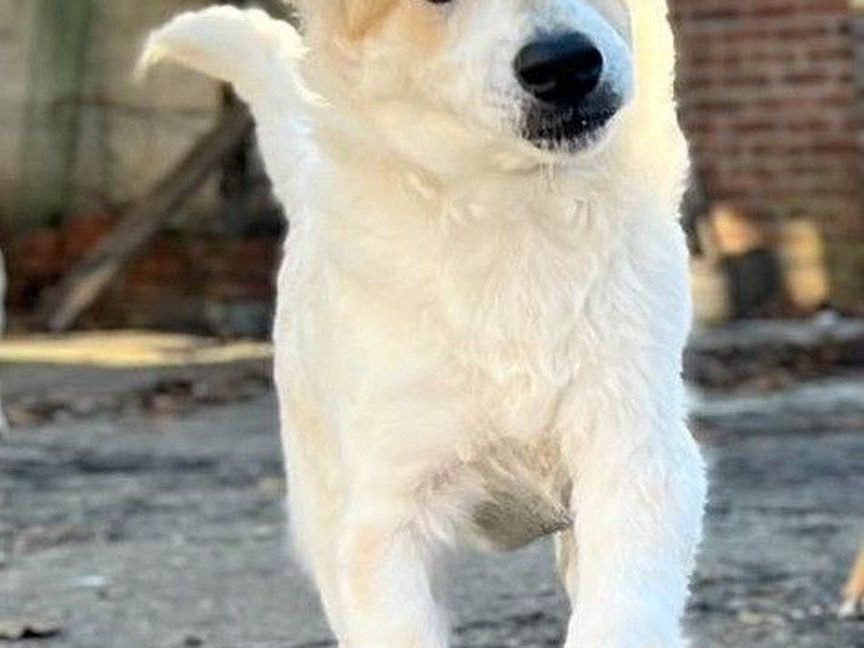 Очень хороший мальчик в добрые руки