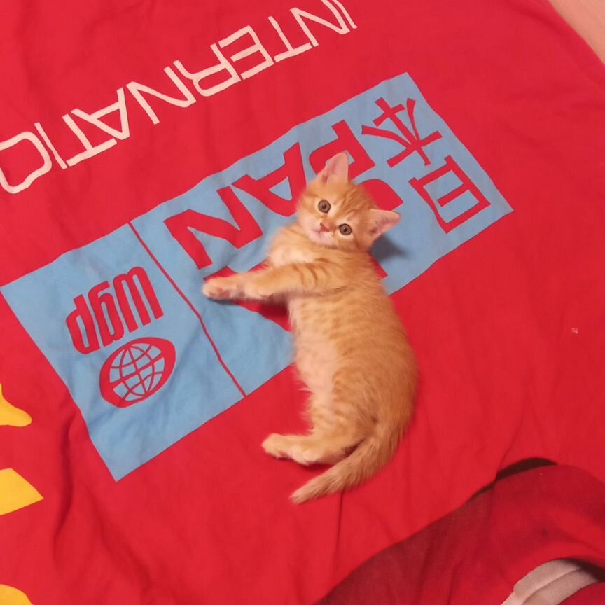 Котята бесплатно в дар